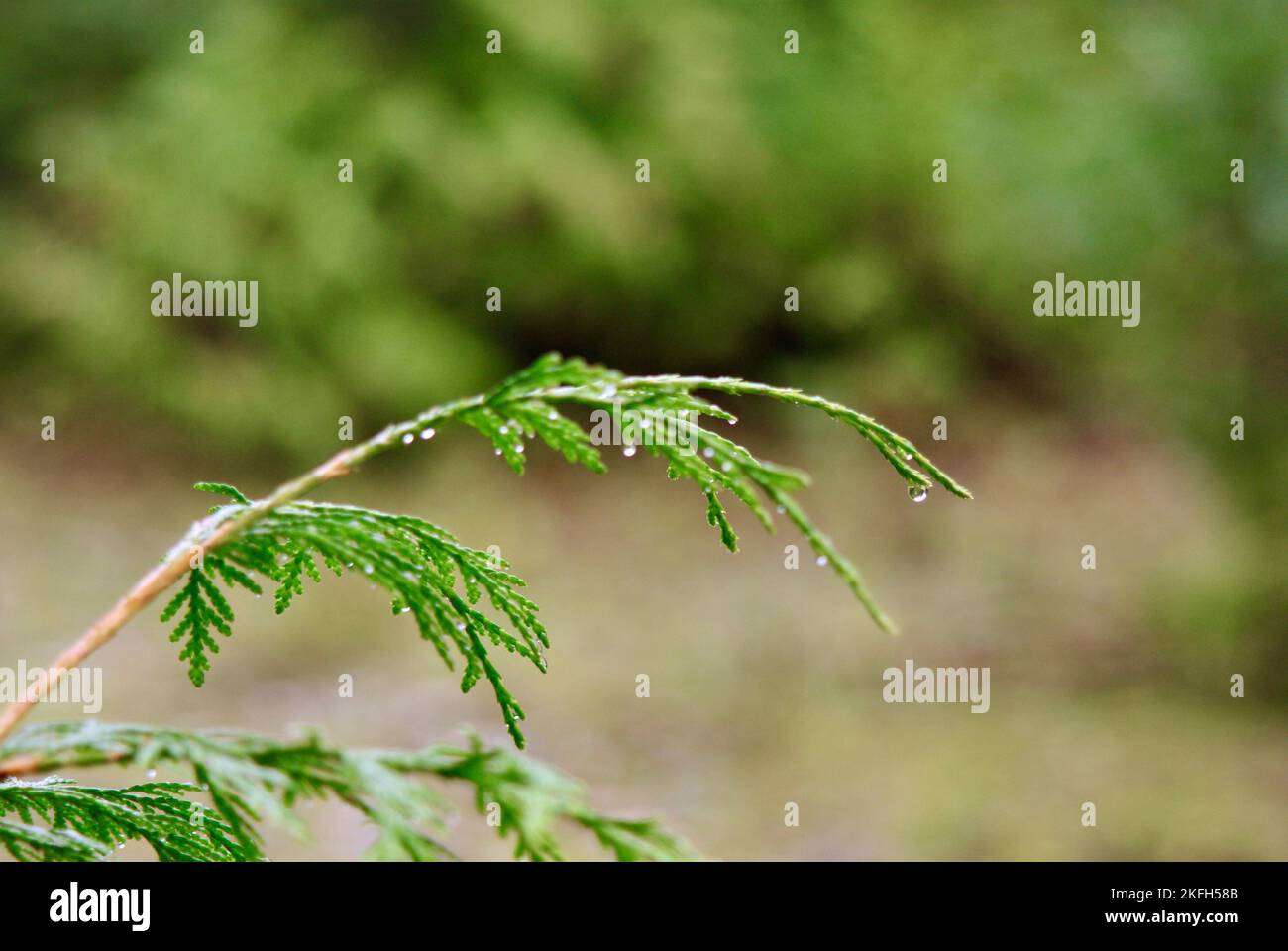 Water Drops on Cedar Stock Photo - Alamy