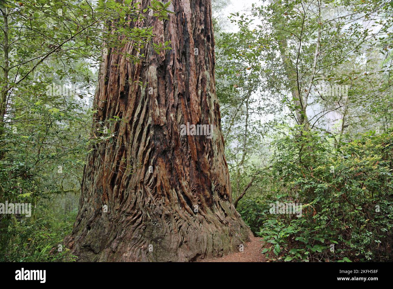 Big sequoia hi-res stock photography and images - Alamy
