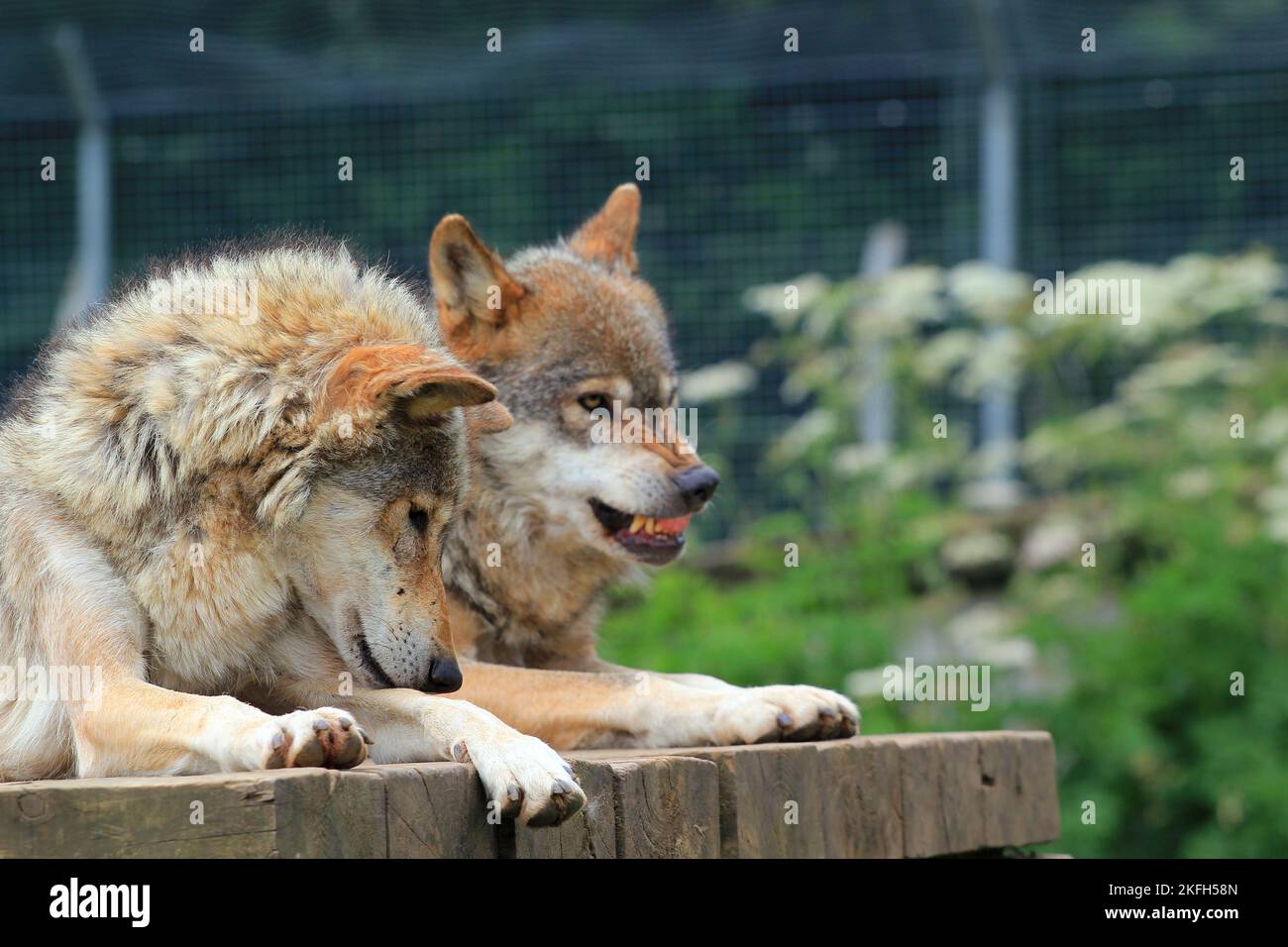 Two wolves together. Wolf growling showing its teeth Stock Photo - Alamy