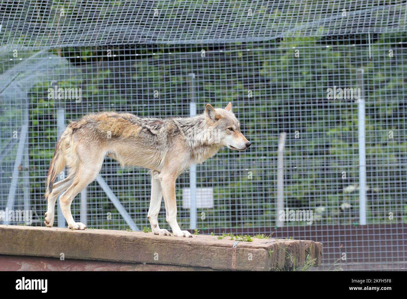 The gray wolf (Canis Lupus). Single wolf. Large canine native to ...