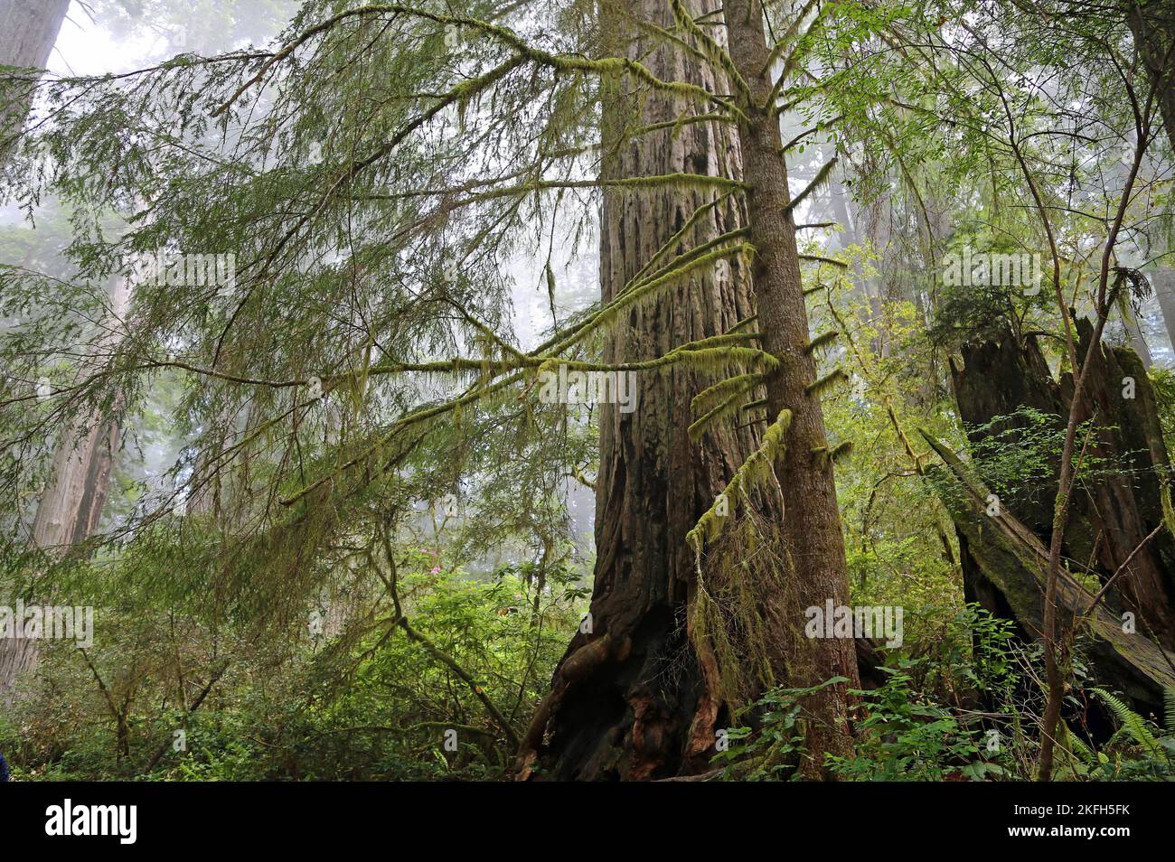 In the rainforest - Redwood National Park, California Stock Photo - Alamy