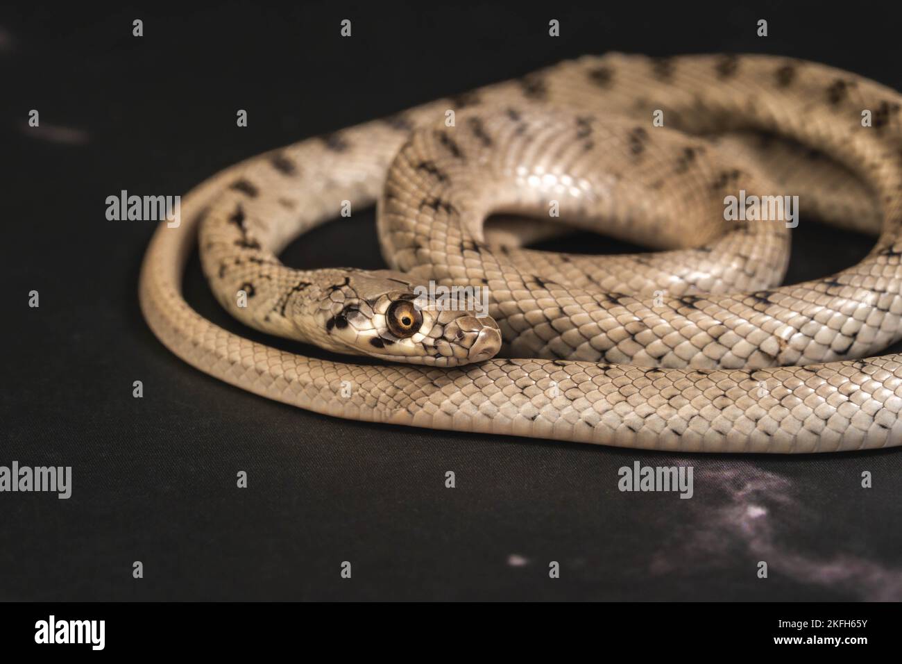 Spotted whip snake hi-res stock photography and images - Alamy