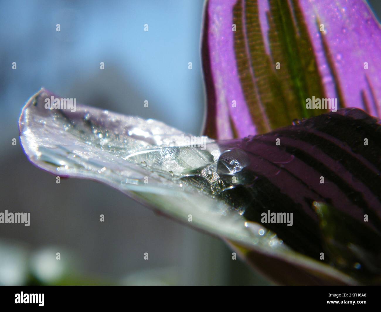 A macro shot of water droplets over a leaf of nanouk flowering plant ...
