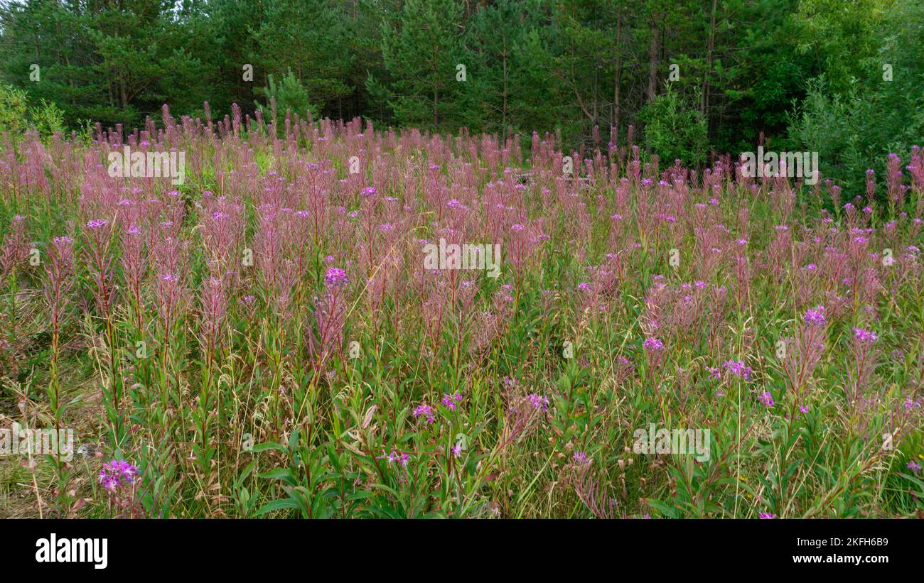 Thickets of fireweed angustifolia willow-herb in the wild. Fireweed ...