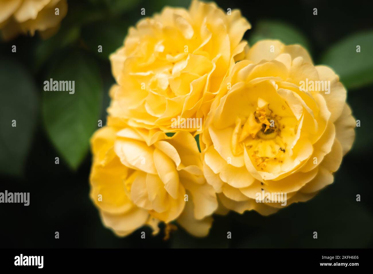 Julia background hi-res stock photography and images - Alamy