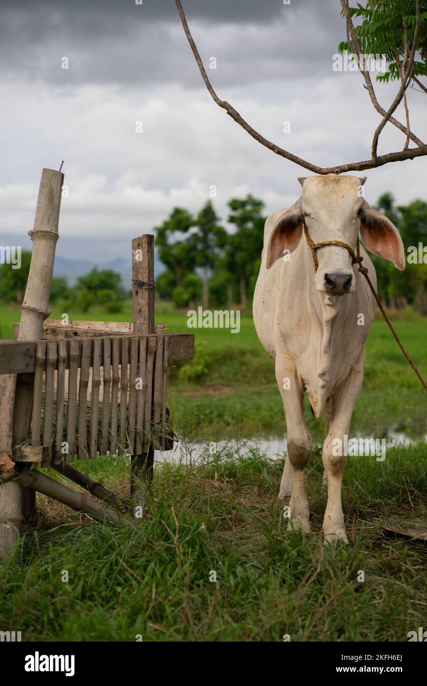 A vertical shot of a white farm cow standing by a wooden feeder in the ...
