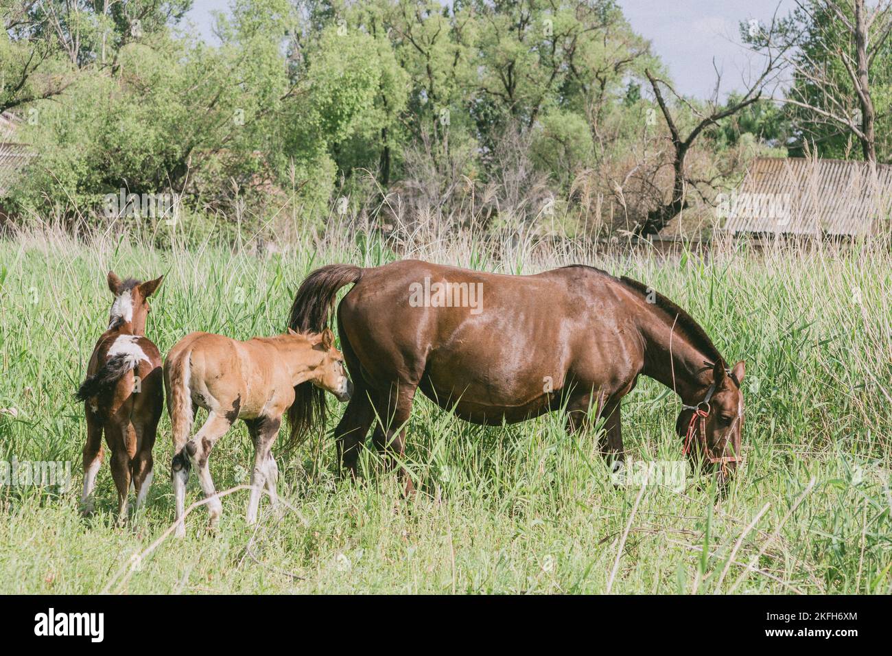 A beautiful shot of a brown horse with foals grazing grass Stock Photo ...