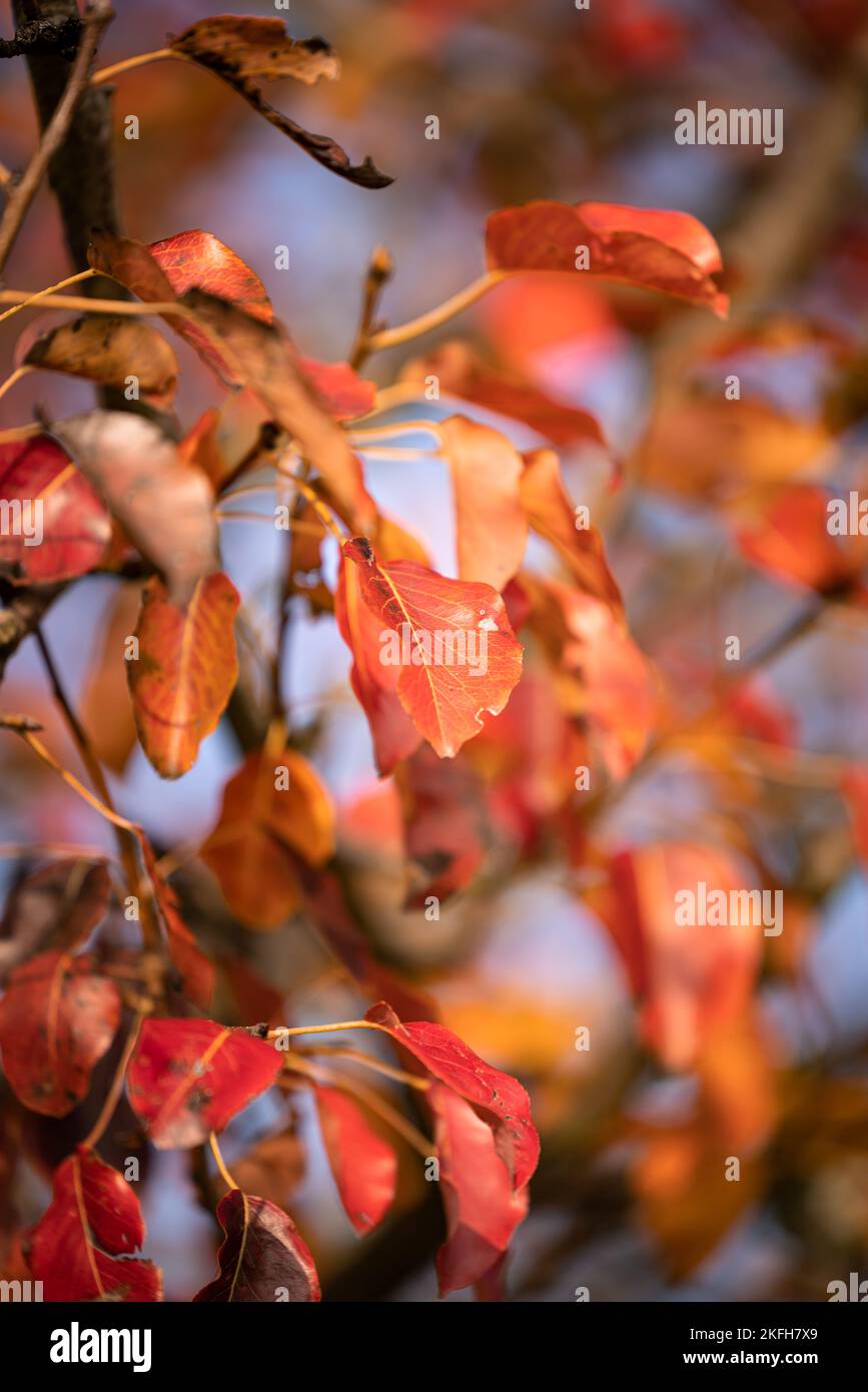 Red autumn leaves in bright light in golden october in Germany Stock ...