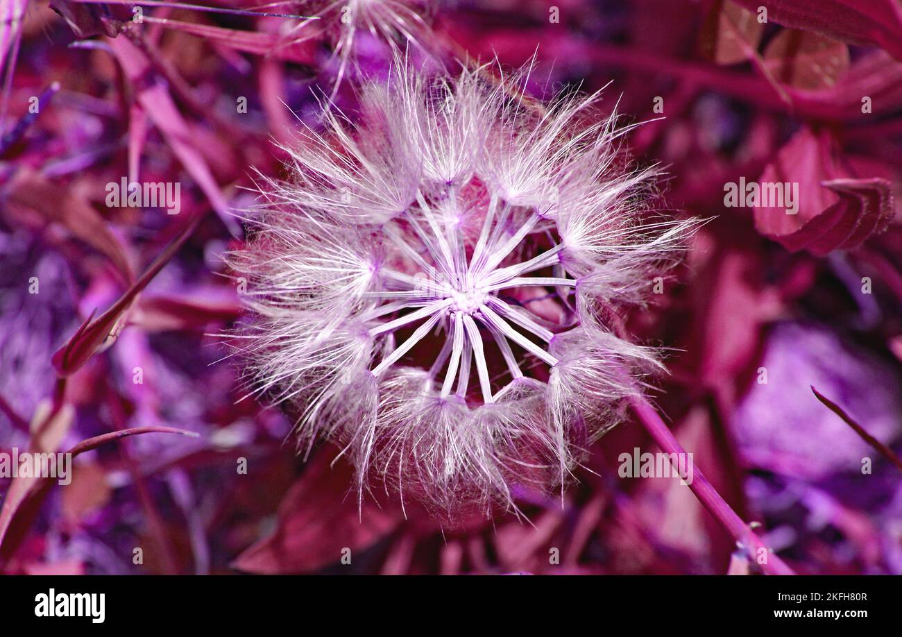 Angelitos hi-res stock photography and images - Alamy