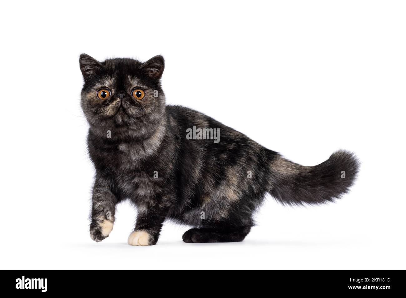 Cute tortie Exotic Shorthair cat kitten, standing side ways with one ...