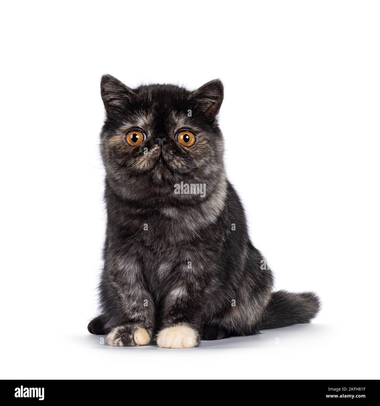 Cute tortie Exotic Shorthair cat kitten, sitting up facing front ...