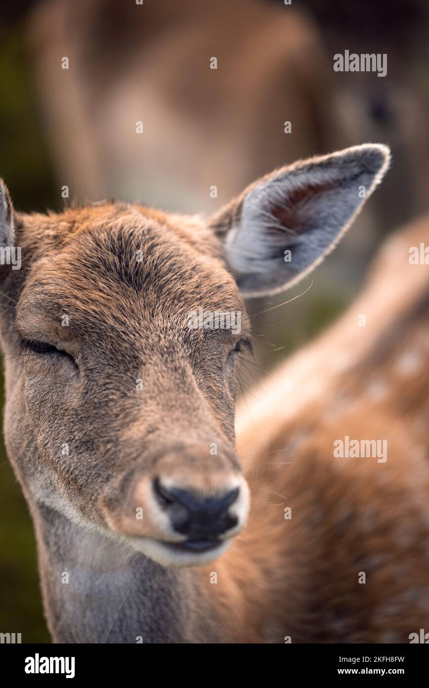 Closeup roe deer head hi-res stock photography and images - Alamy