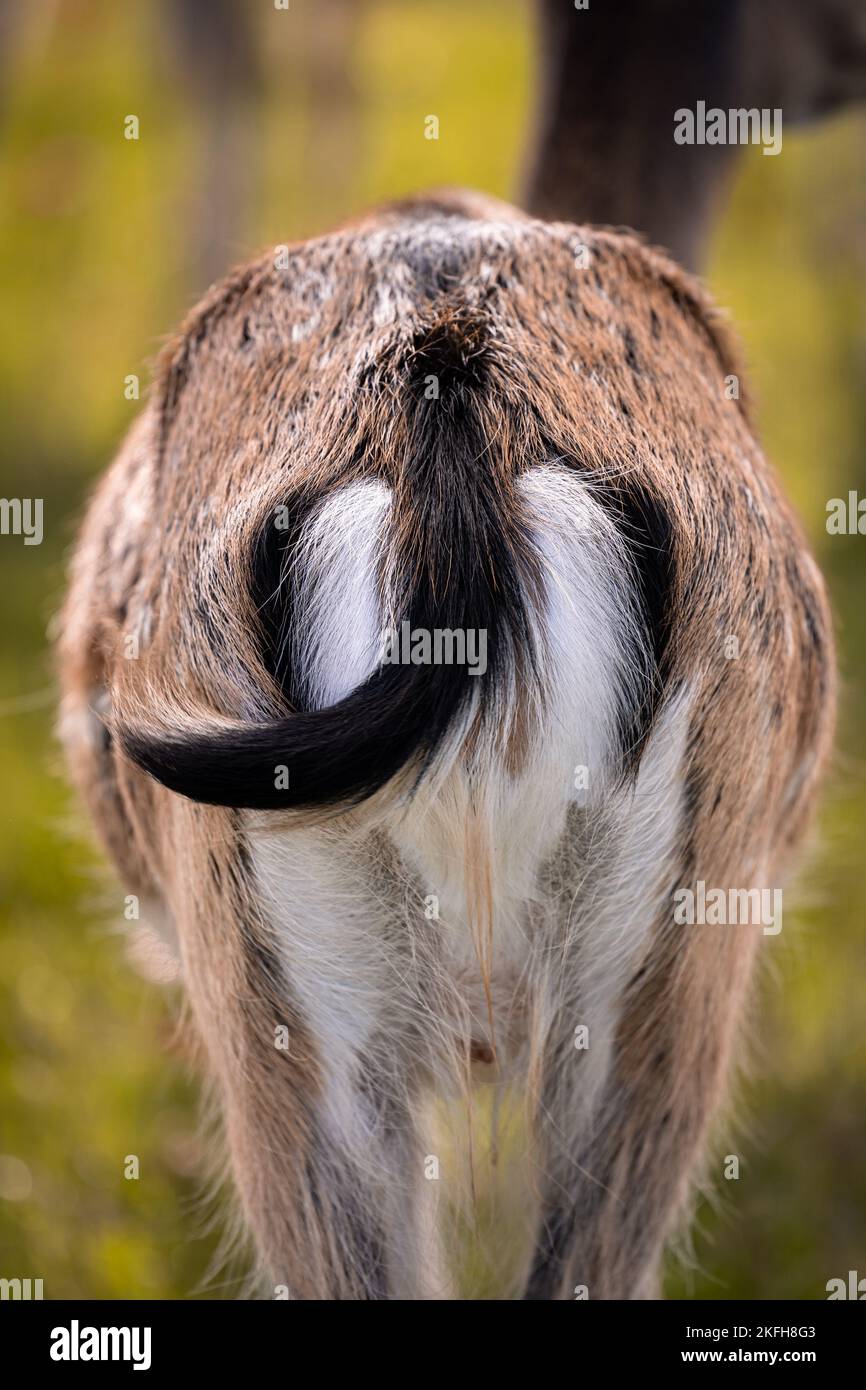 Back and tail of a fallow deer in Germany, Europe Stock Photo - Alamy