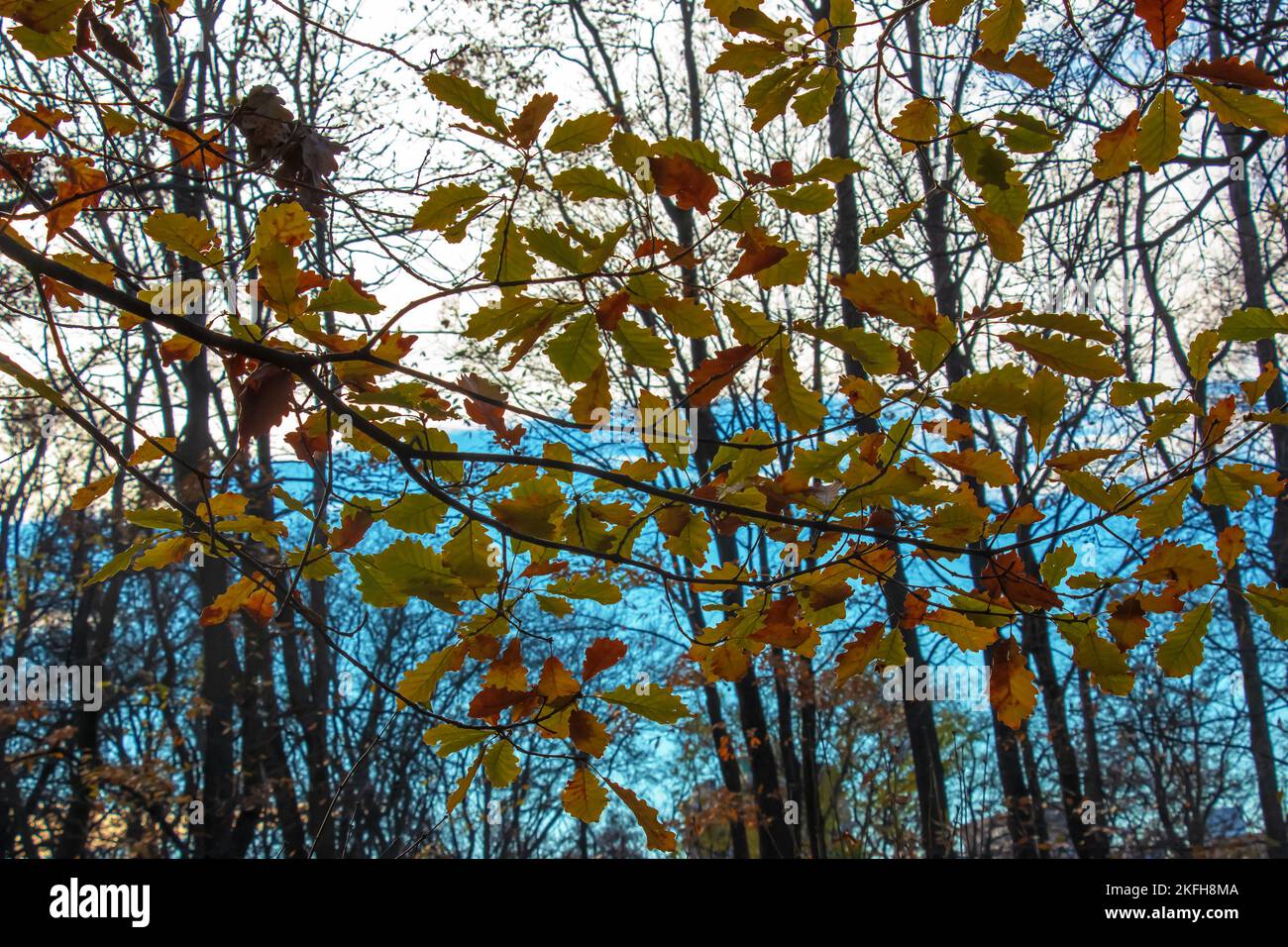 Quercus iberica is a deciduous tree native to the Caucasus. Georgian ...
