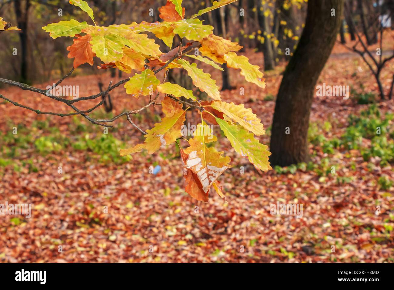 Quercus iberica is a deciduous tree native to the Caucasus. Georgian ...