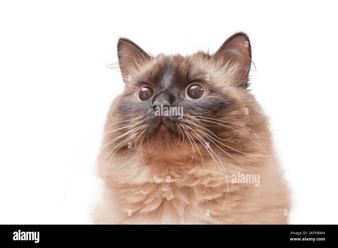 Beige with brown cat face isolate. Siberian cat Neva masquerade breed ...