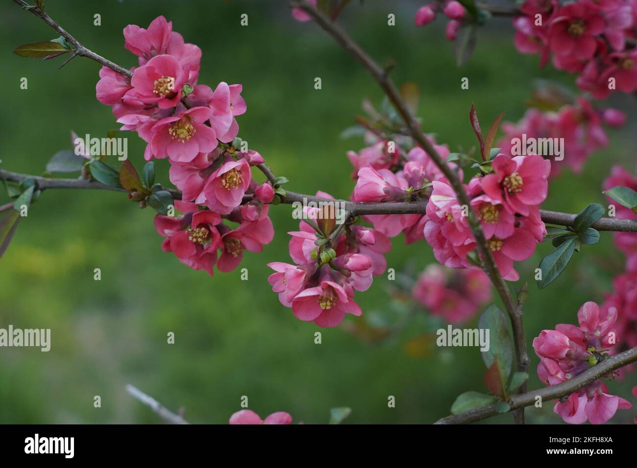 Tree branch full of pink flowers Stock Photo - Alamy