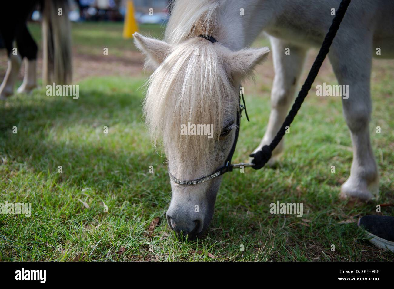 Miniature horse therapy hi-res stock photography and images - Alamy