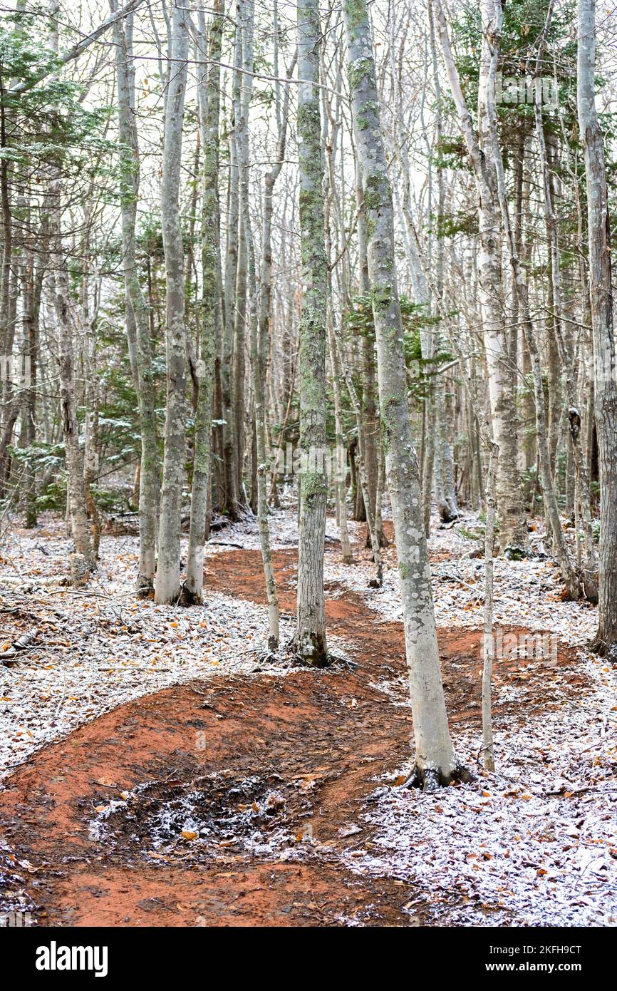 Light snowfall in a deciduous forest Stock Photo - Alamy