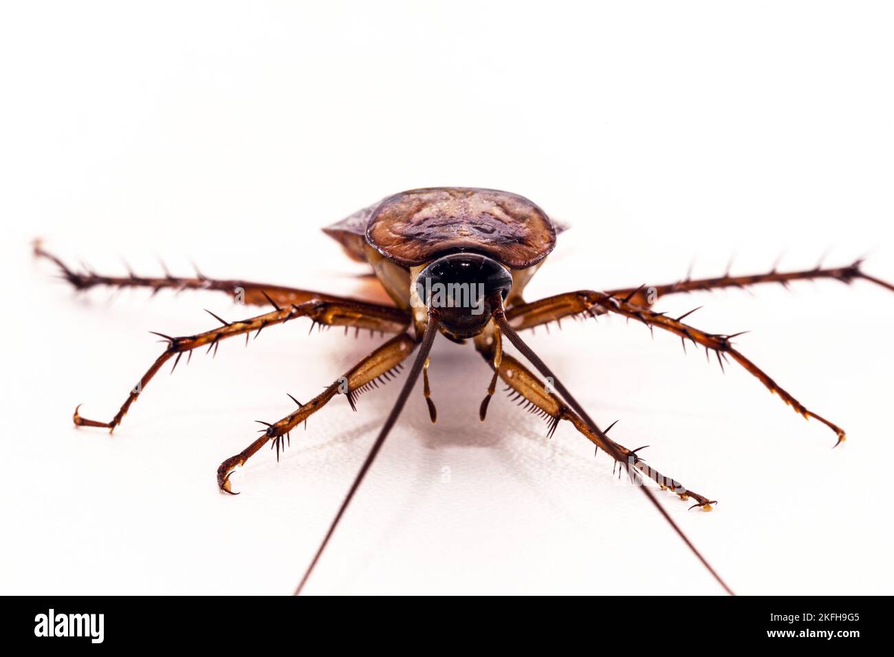 cockroach on isolated white background, American cockroach, red, macro ...