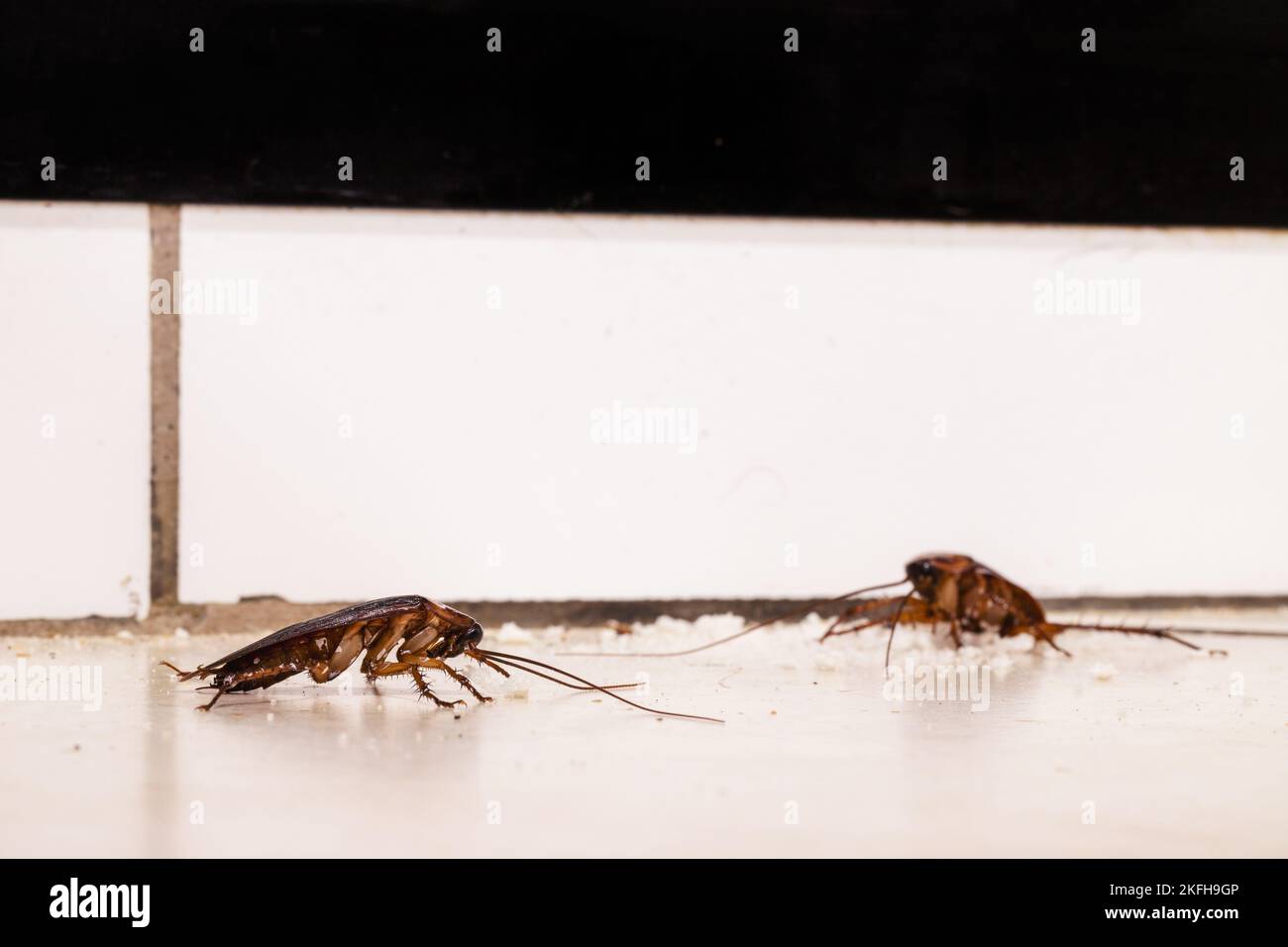 Cockroaches kitchen floor hi-res stock photography and images - Alamy