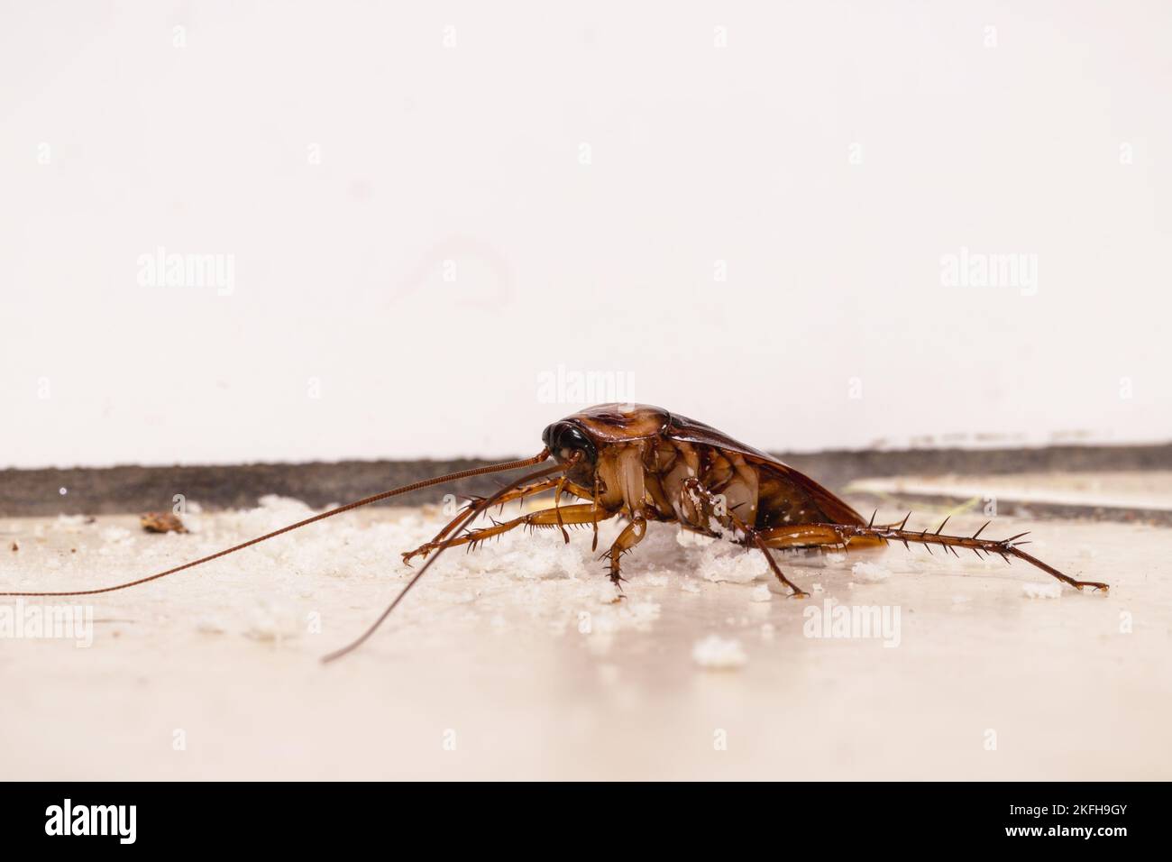 American cockroach on the floor, eating dirt crumbs, inside the kitchen ...