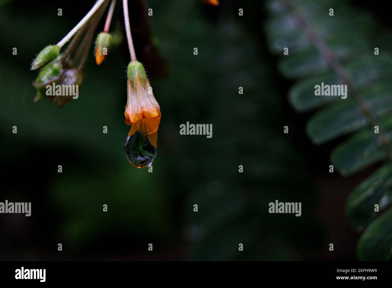 A closeup shot of a water drop is about to fall from a flower against ...