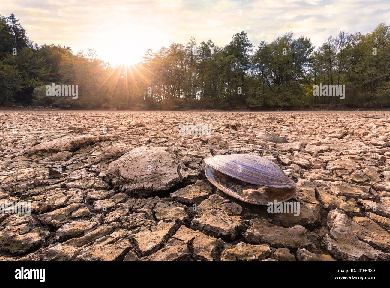 Drought season dry soil with cracks and dead shell animal due to ...