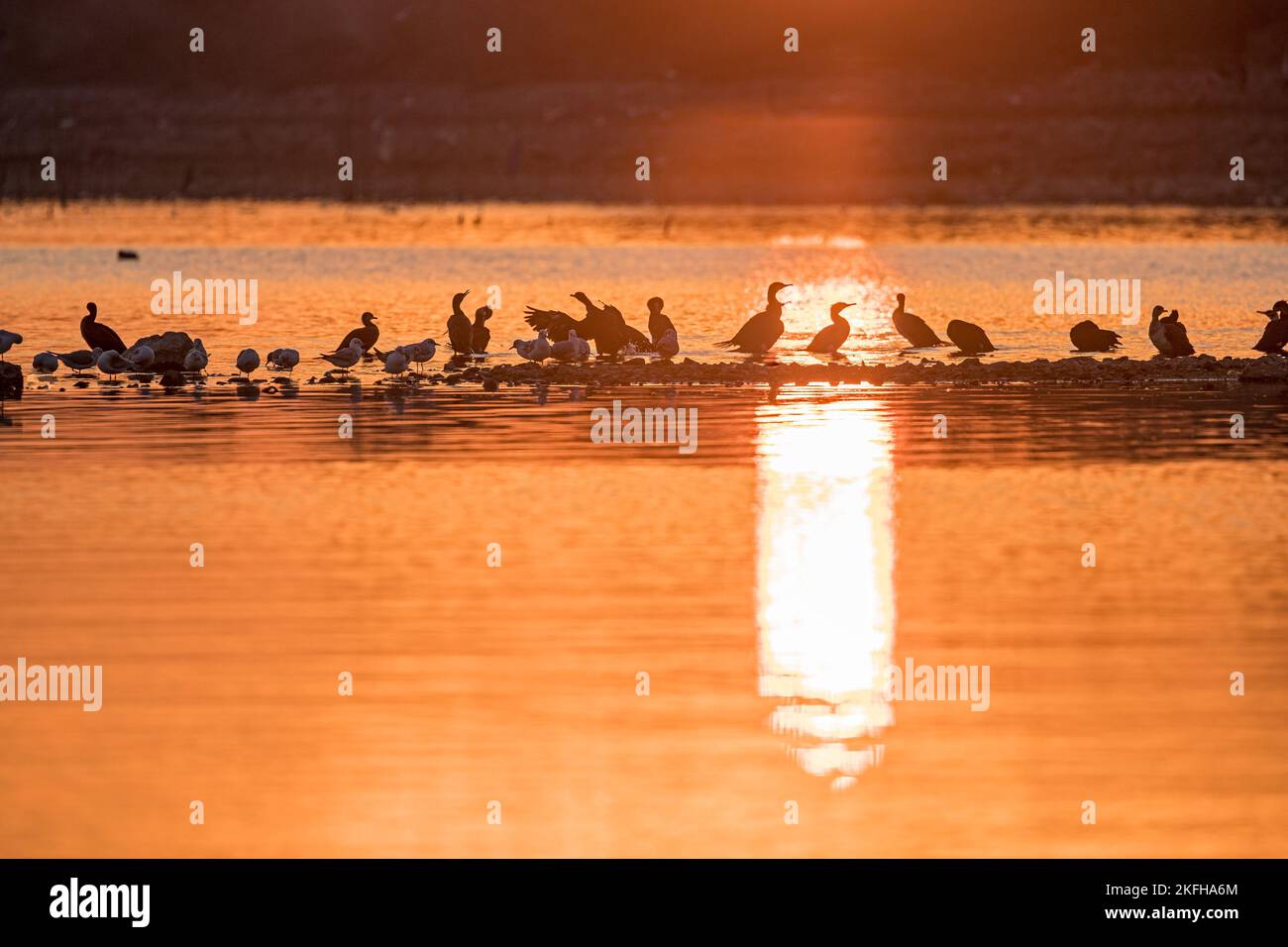 Cormorant outline hi-res stock photography and images - Alamy