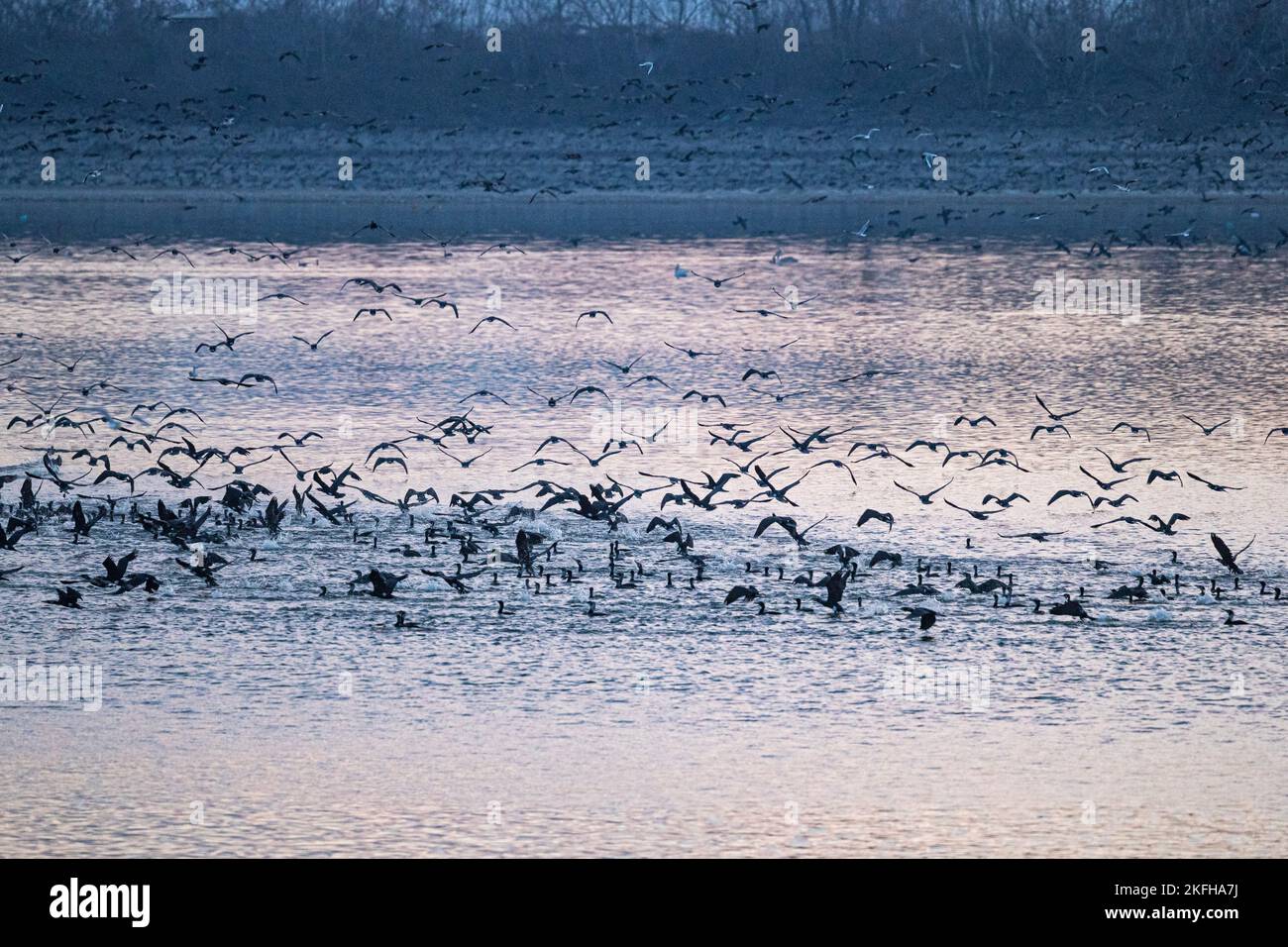 Cormorant outline hi-res stock photography and images - Alamy