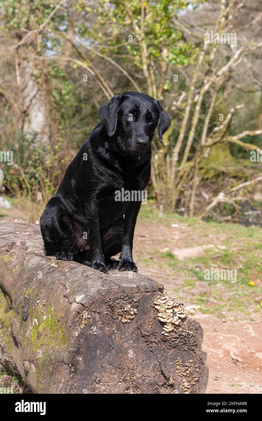 Portrait of a young black Labrador sitting on a log Stock Photo - Alamy