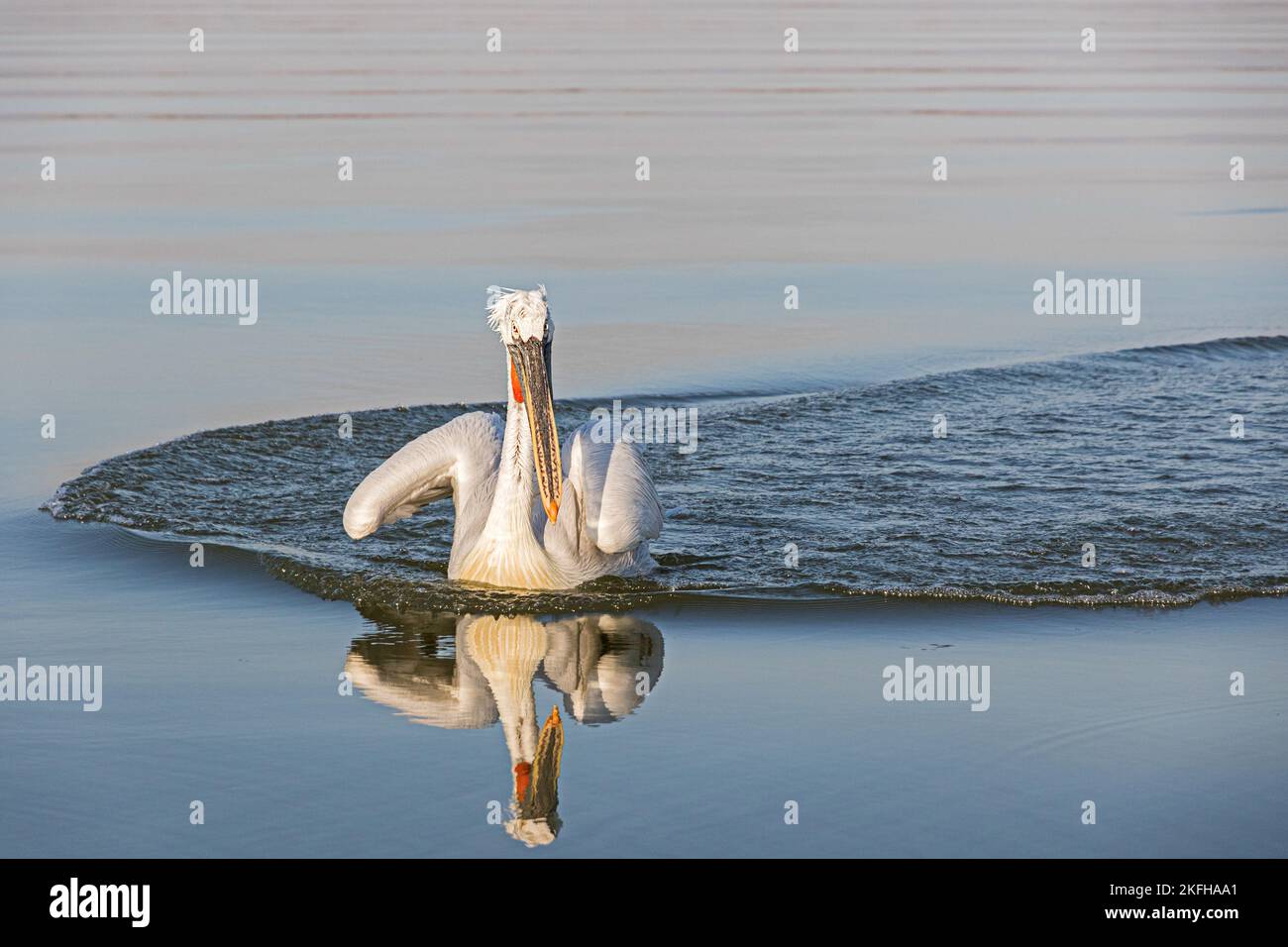 Pelican frontal hi-res stock photography and images - Alamy