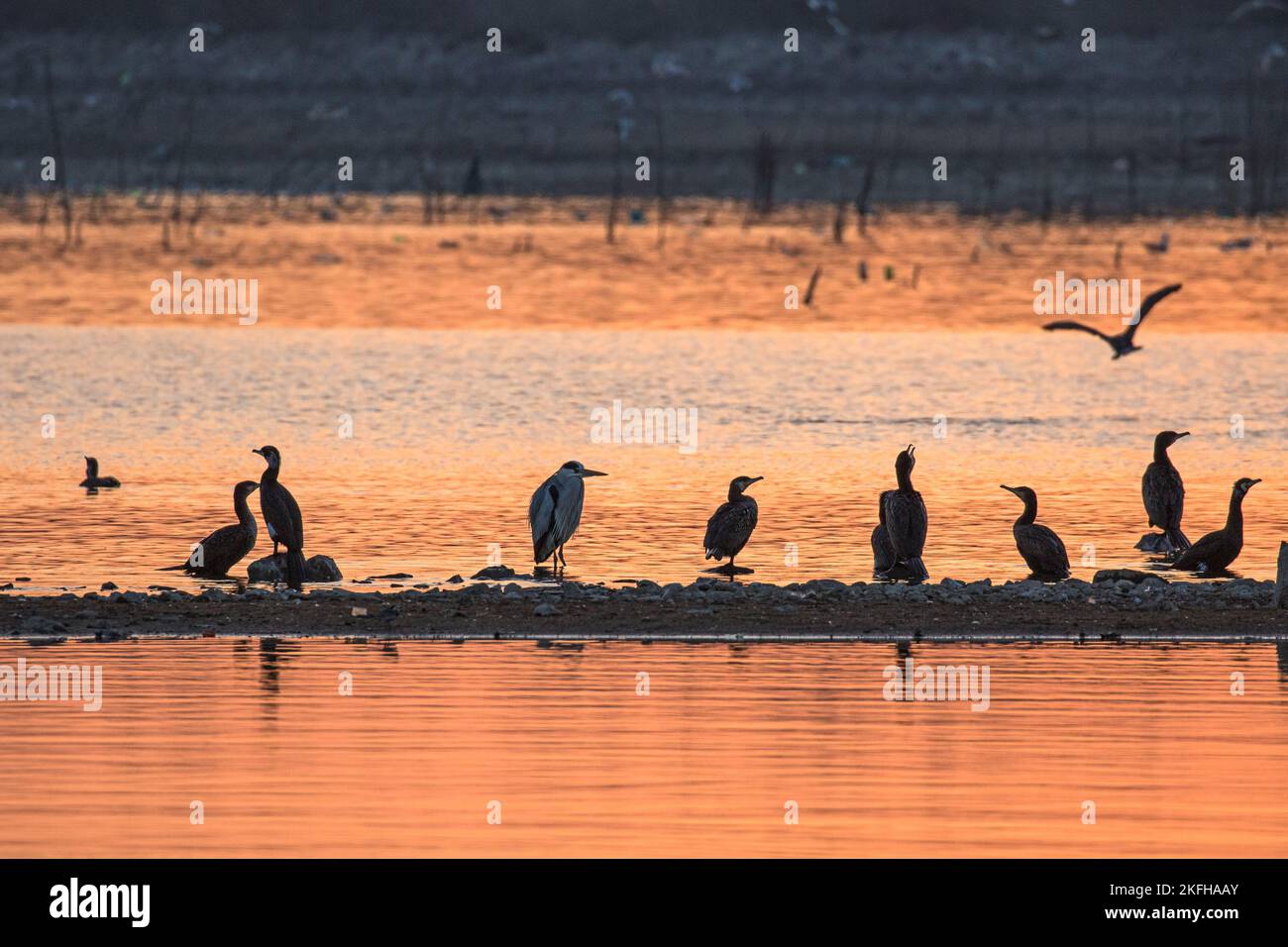 Cormorant outline hi-res stock photography and images - Alamy