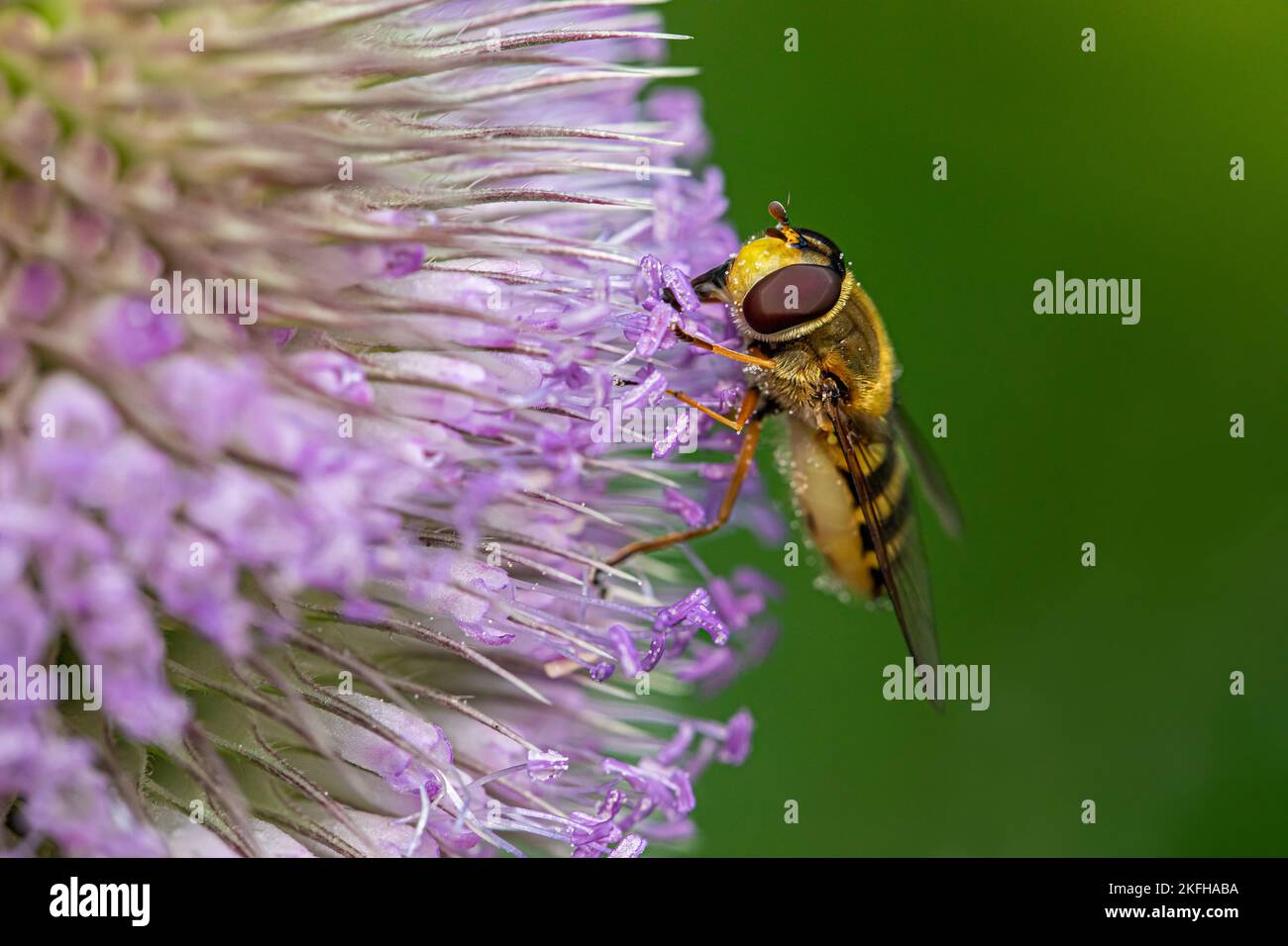 common banded hoverfly Stock Photo - Alamy