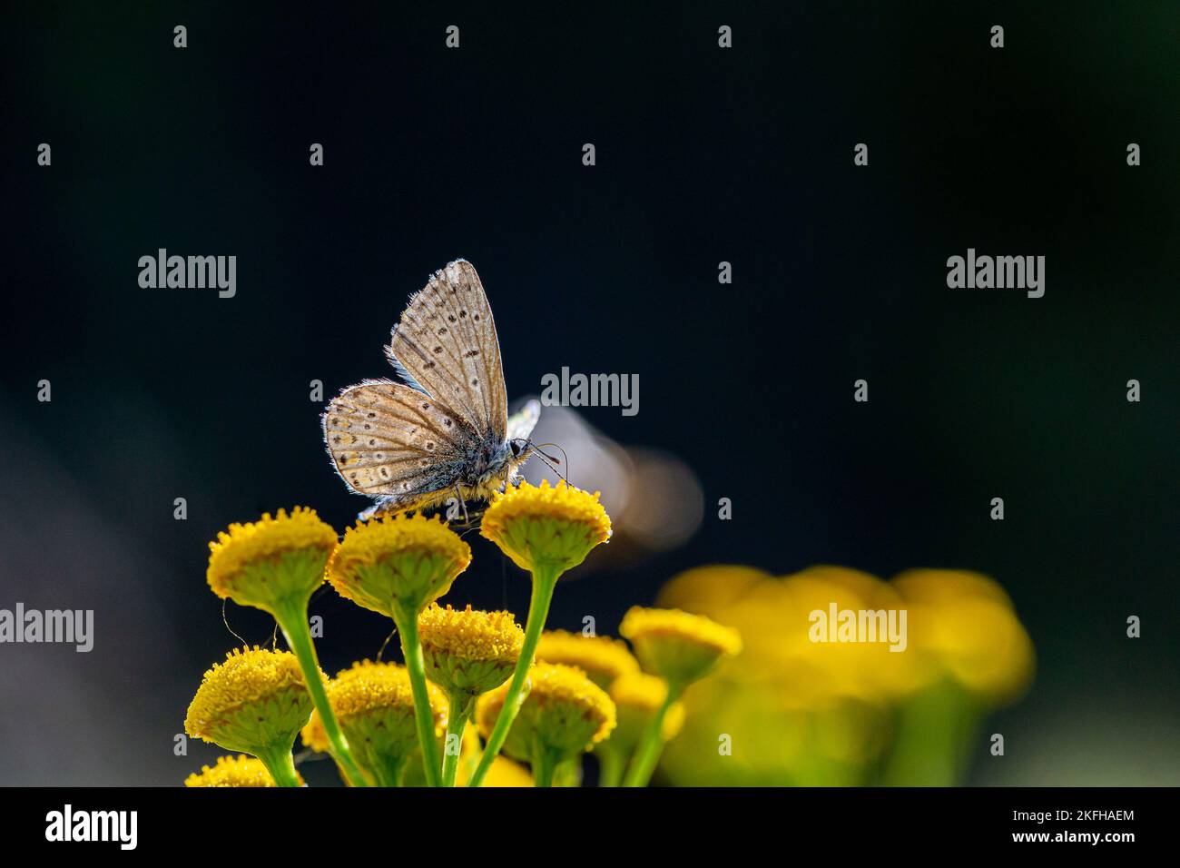 Alcon blue butterfly hi-res stock photography and images - Alamy