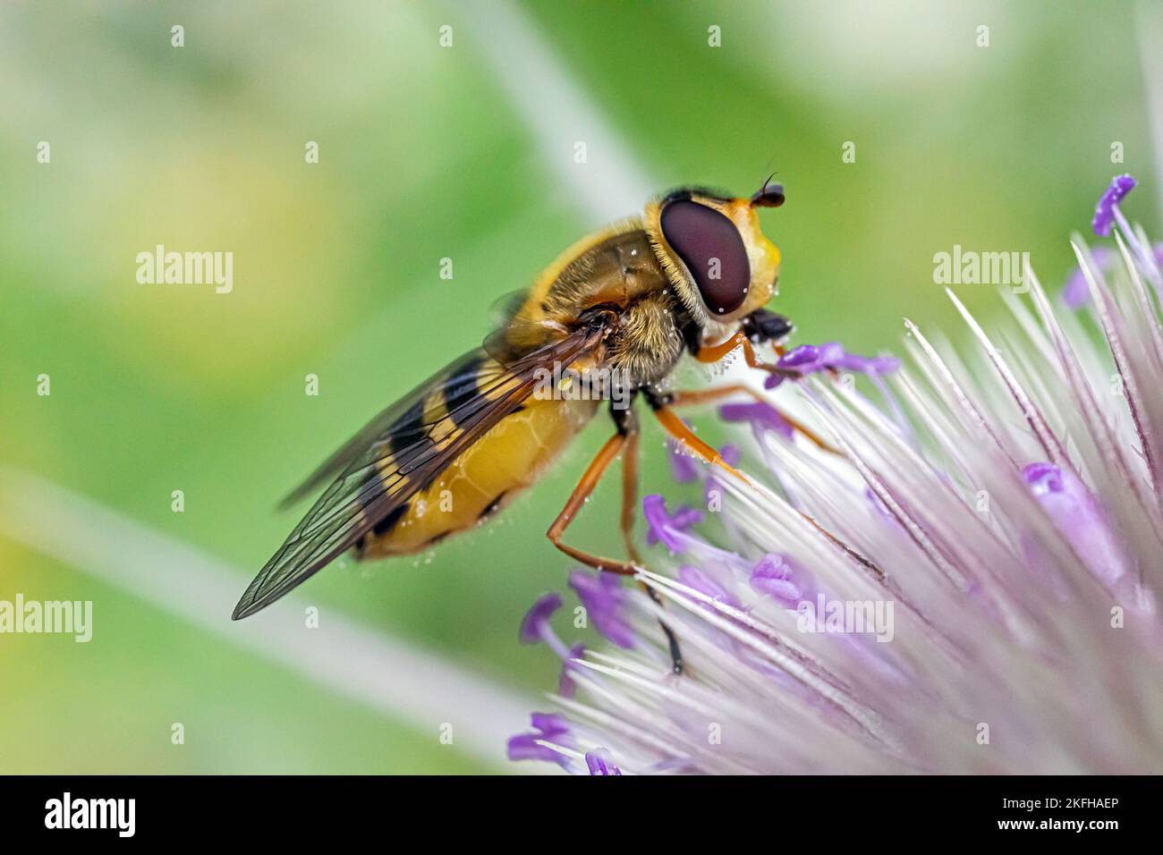 common banded hoverfly Stock Photo - Alamy