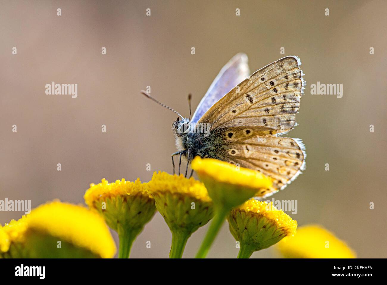 alcon large blue Stock Photo - Alamy
