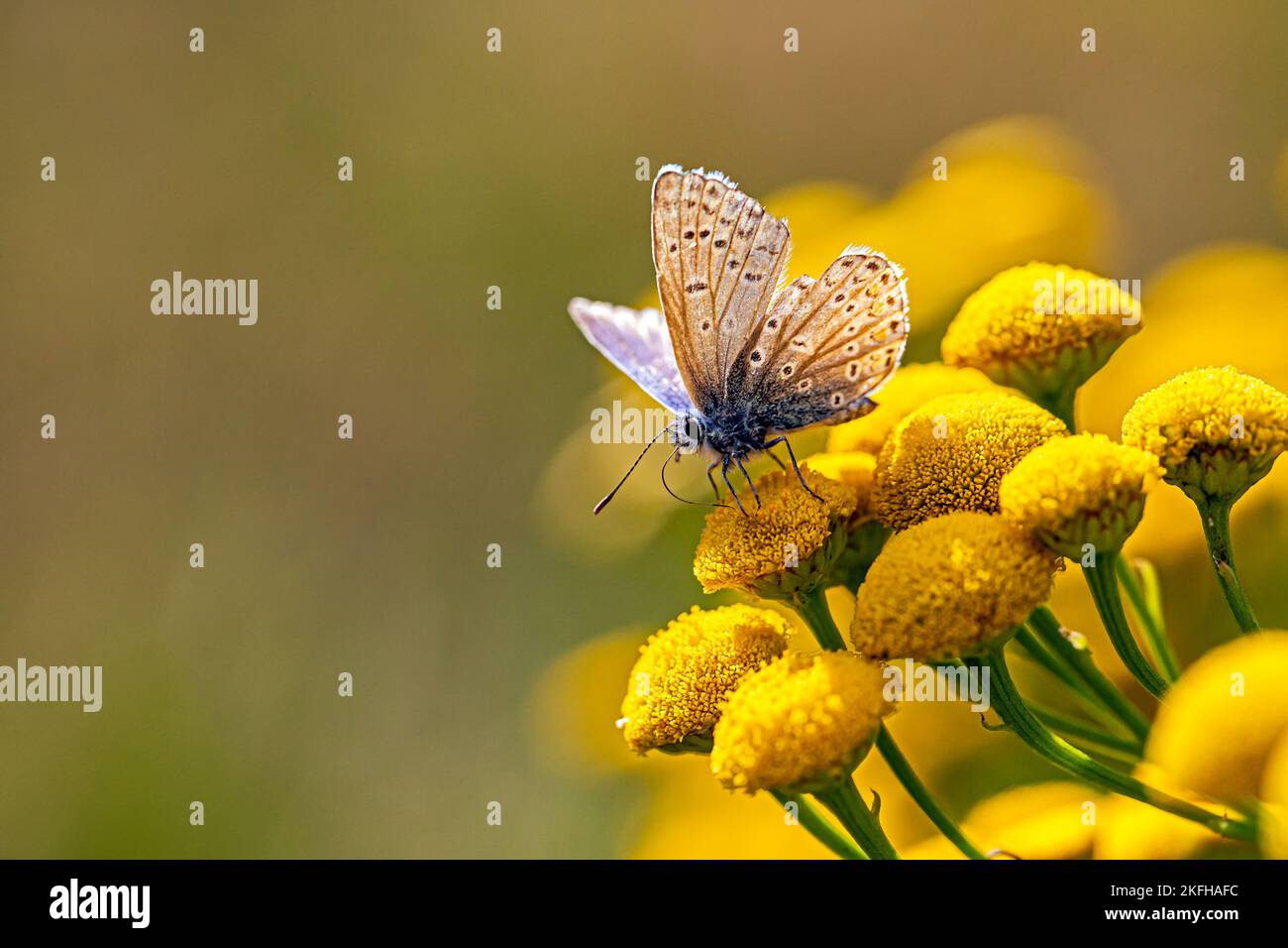 alcon large blue Stock Photo - Alamy