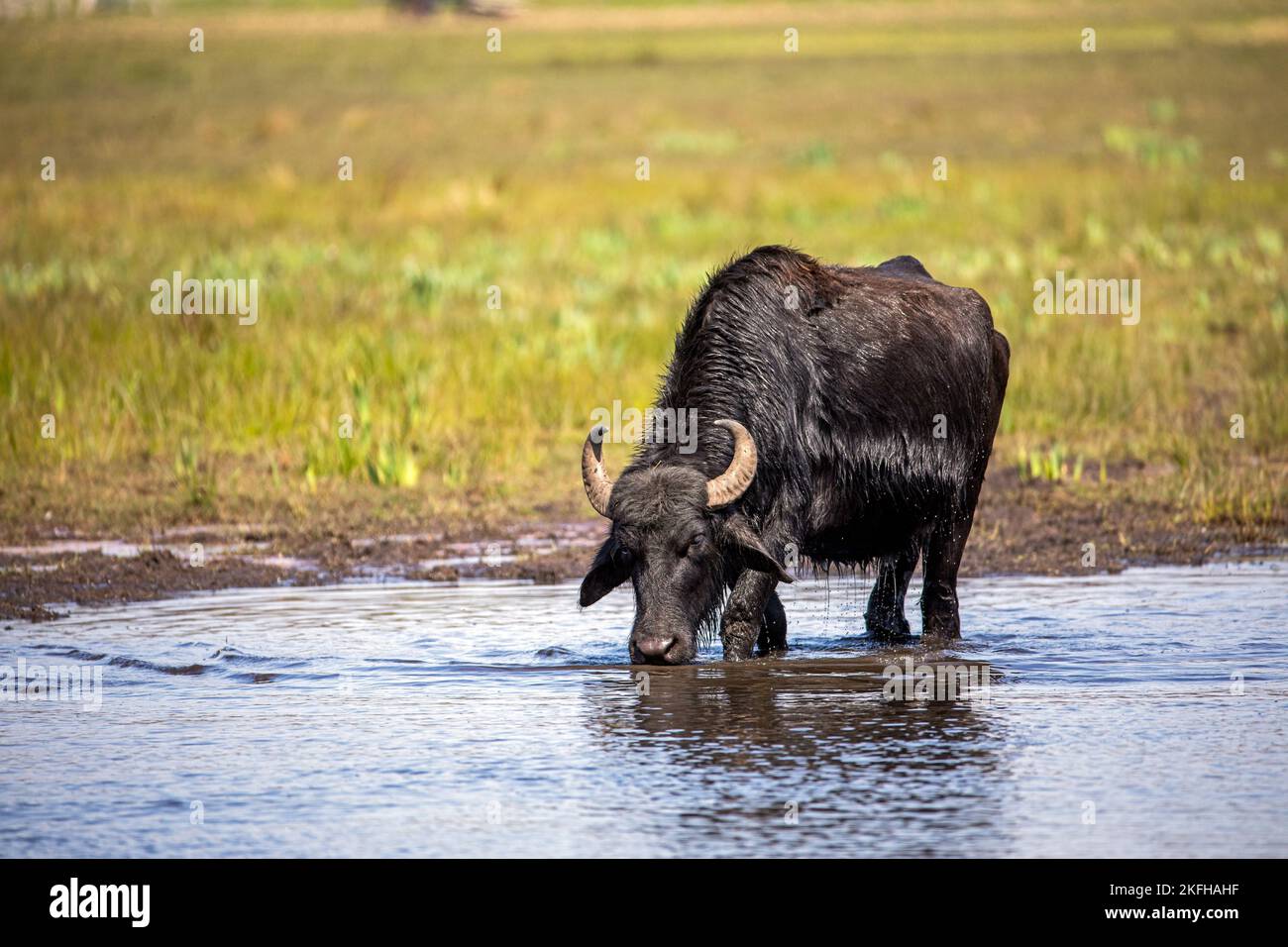 Water buffalo on the water Stock Photo - Alamy