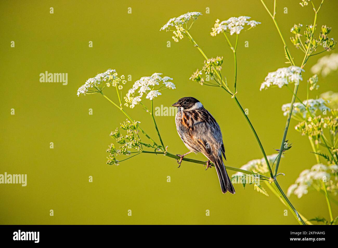 Eurasian buntings hi-res stock photography and images - Alamy