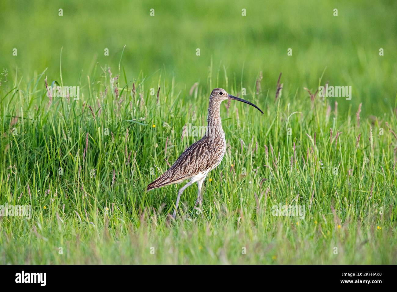 Curlew landscape format hi-res stock photography and images - Alamy