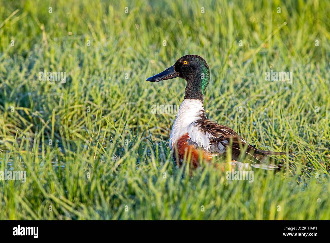 shoveller duck sits in the grass Stock Photo - Alamy