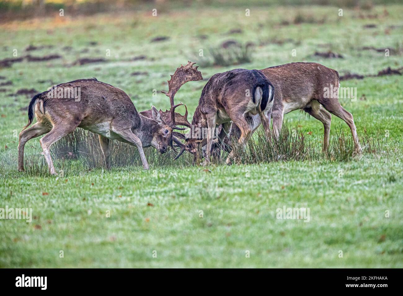 Deer fallow rear view hi-res stock photography and images - Alamy