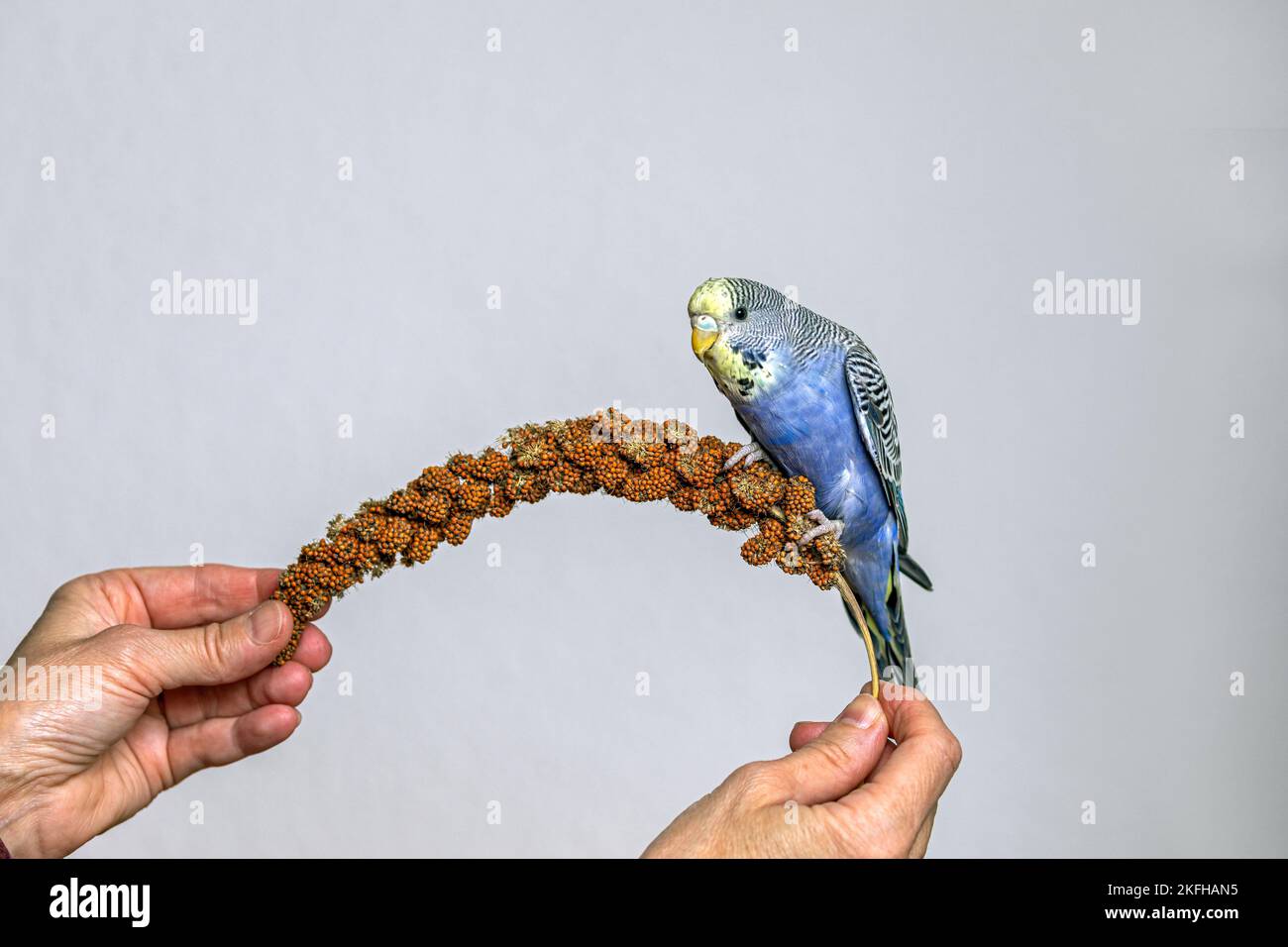 Grey budgie hi-res stock photography and images - Alamy
