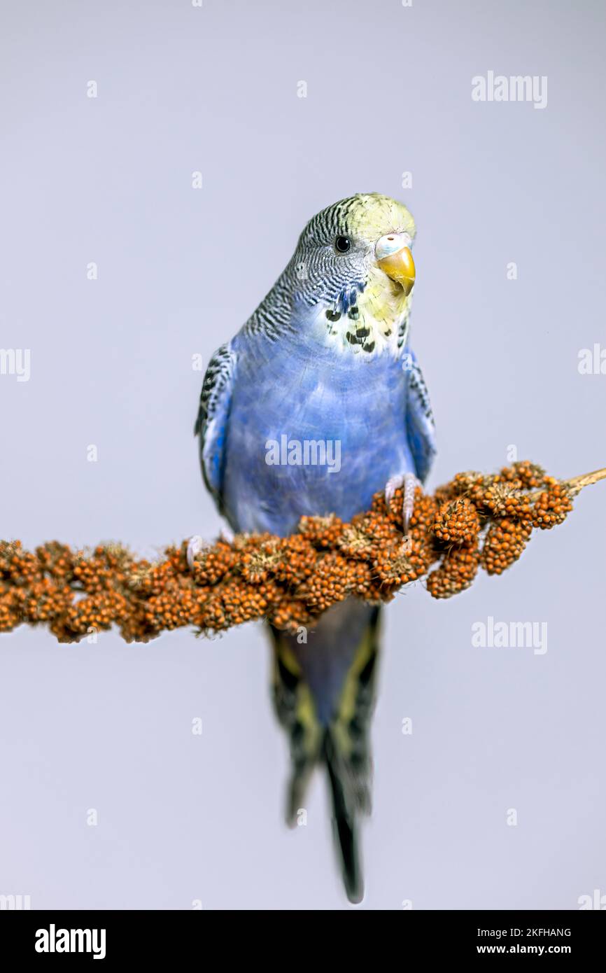 budgie with food Stock Photo - Alamy