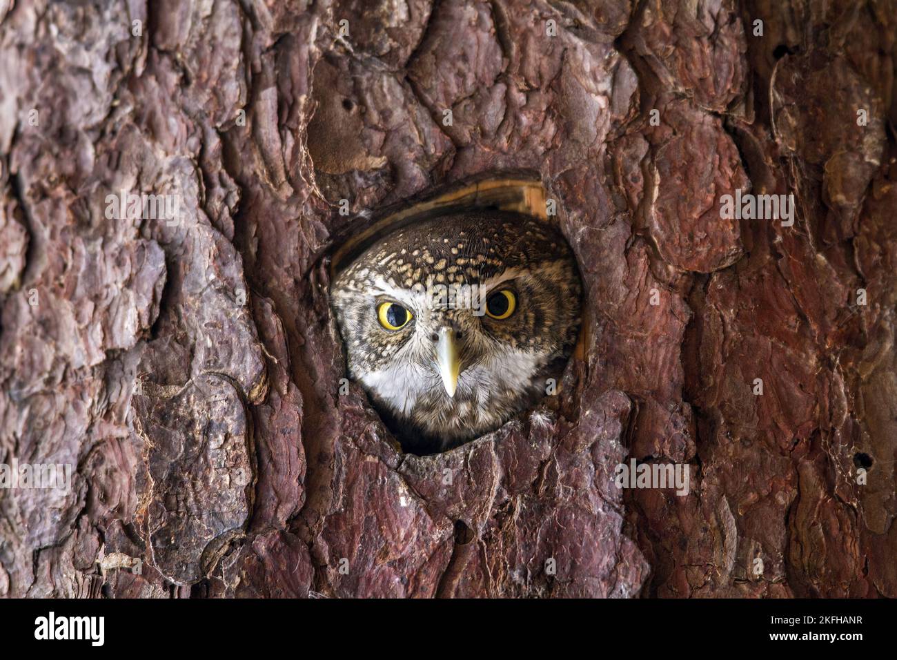 Pygmy owl in tree hole Stock Photo - Alamy