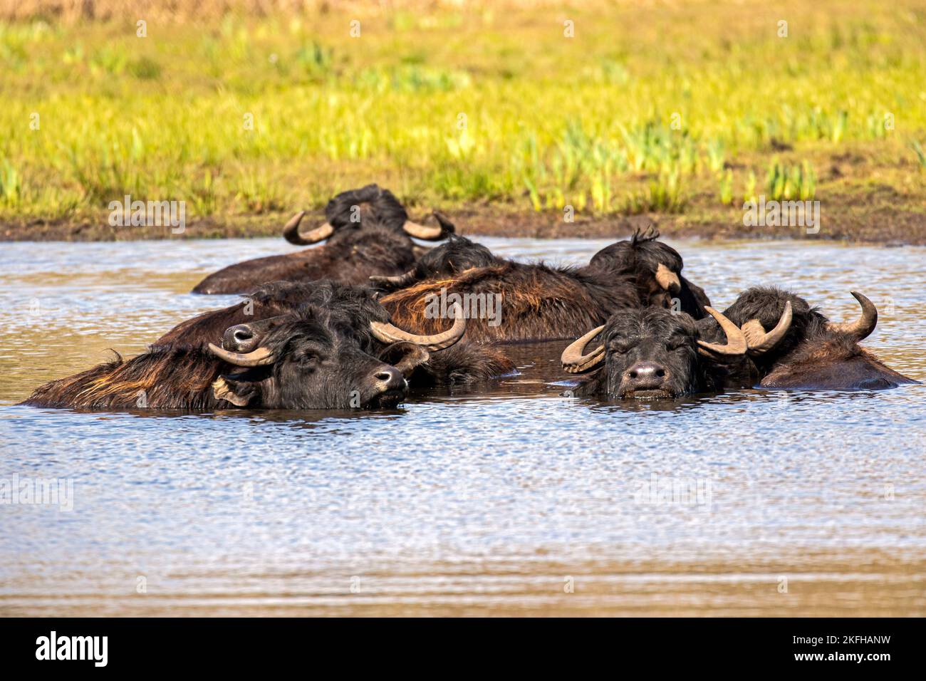 Buffalos bathing in water hi-res stock photography and images - Alamy