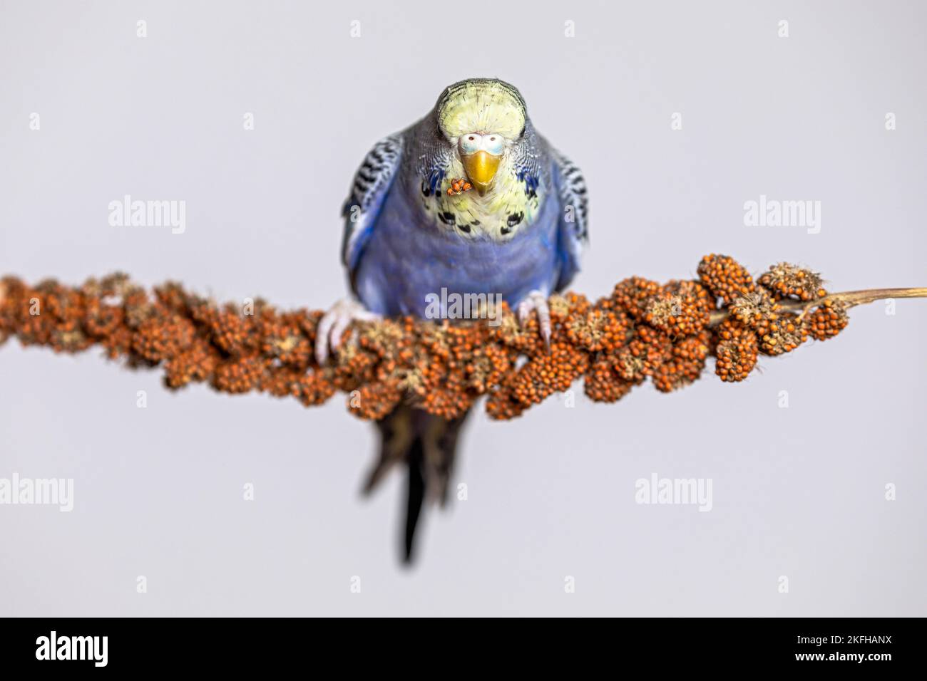 budgie with food Stock Photo - Alamy