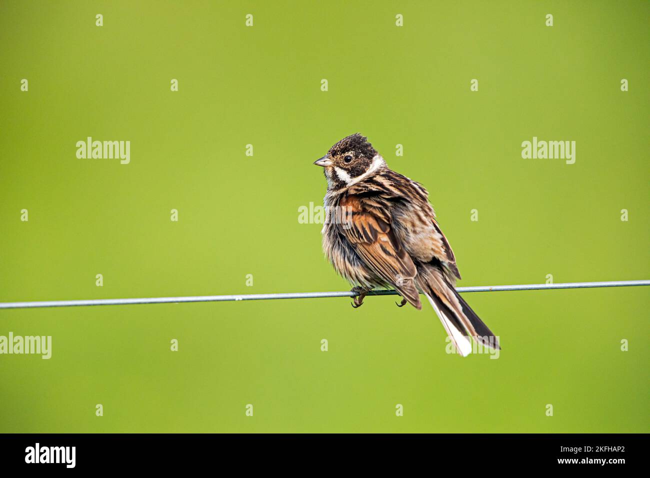 Eurasian buntings hi-res stock photography and images - Alamy