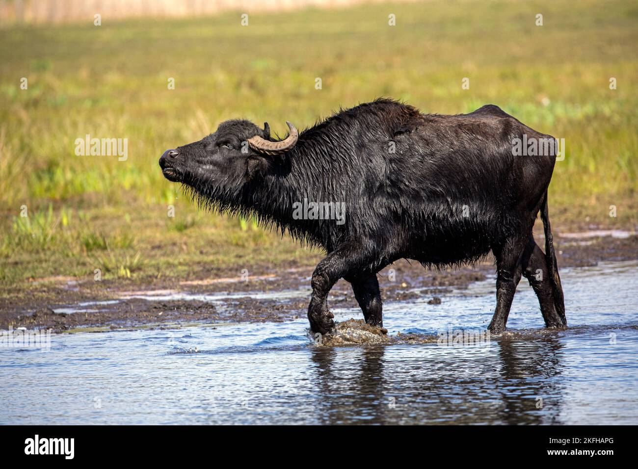 Water buffalo on the water Stock Photo - Alamy
